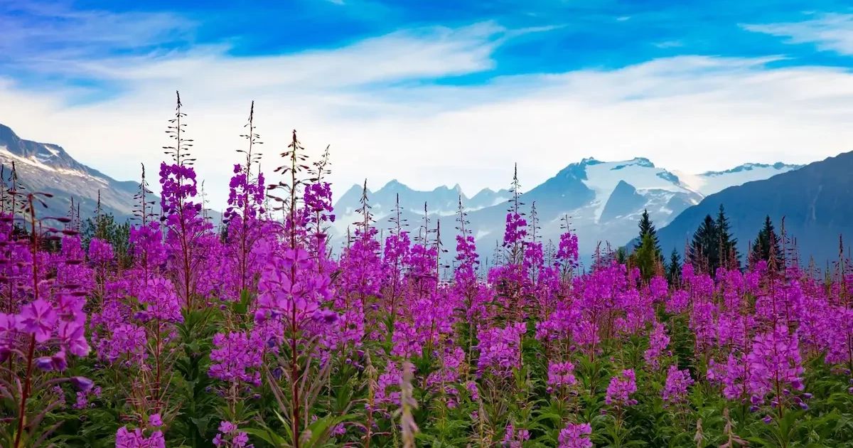 Alaska Hoa Kỳ - Bán Đảo Alaska Hoa Kỳ Băng Giá Tại Hoa Kỳ